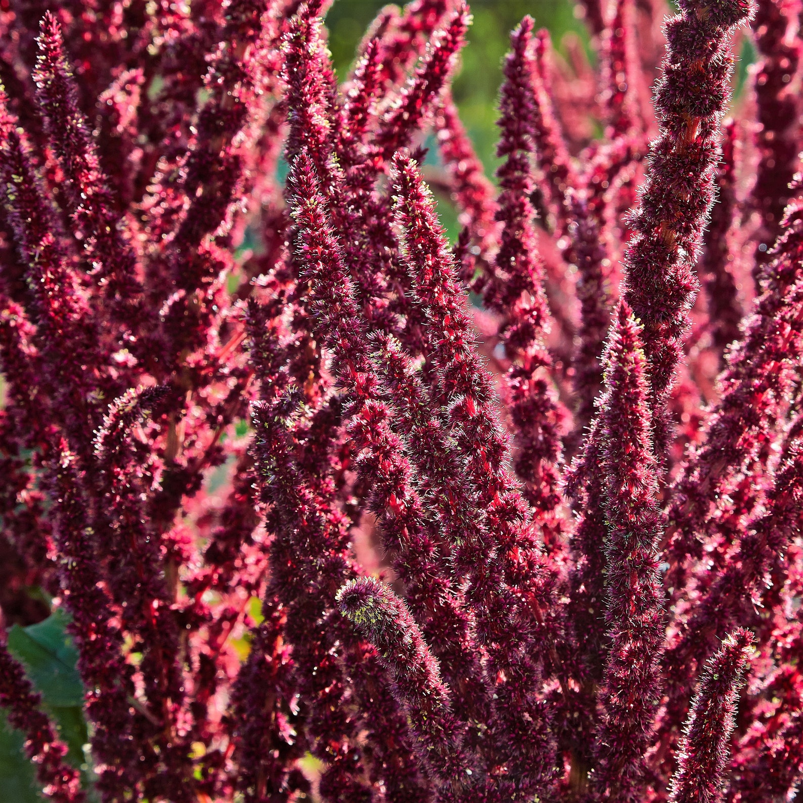 500 MIDNIGHT RED AMARANTHUS Cruentus Amaranth Flower Leaf Vegetable ...