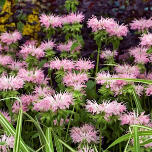 20 Dwarf PINK BEE BALM Monarda Bradburiana Eastern Beebalm Herb Flower ...