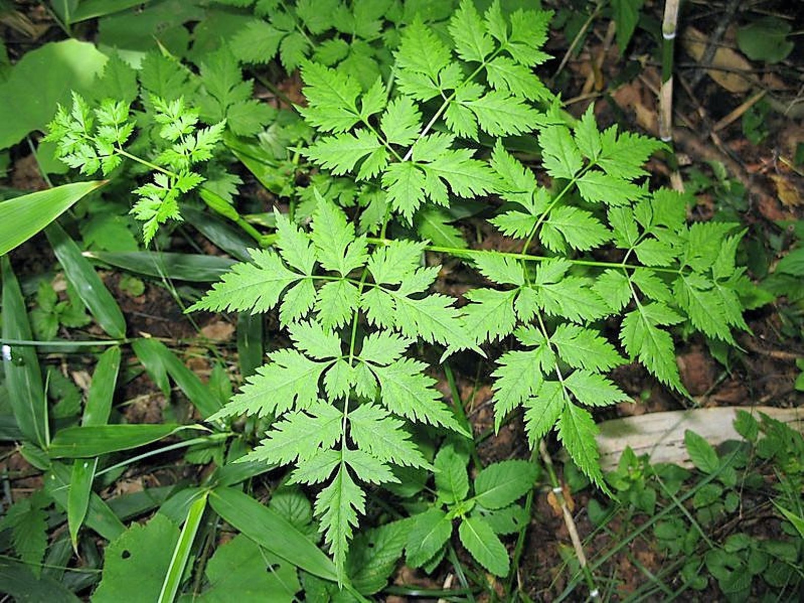 50 FEMALE GINSENG Dong Quai Chinese Angelica Sinensis Herb | Etsy
