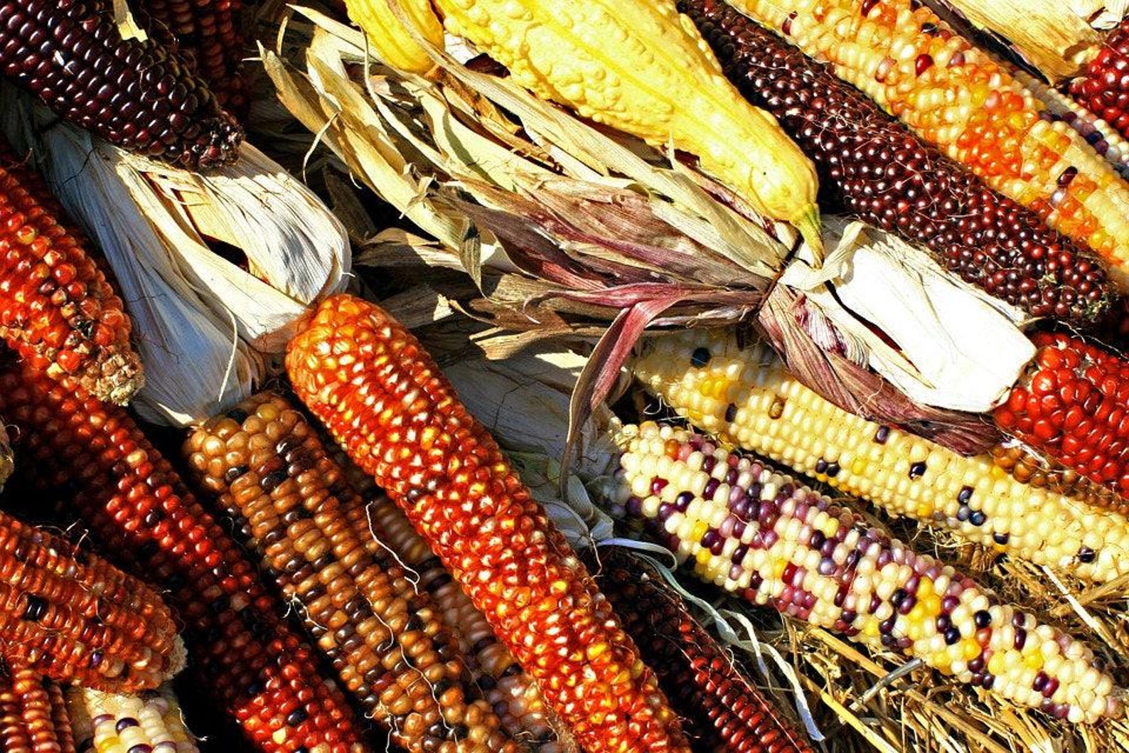 100 Ornamental INDIAN CORN WAMPUM Mixed Colors Zea Mays Vegetable Seeds ...