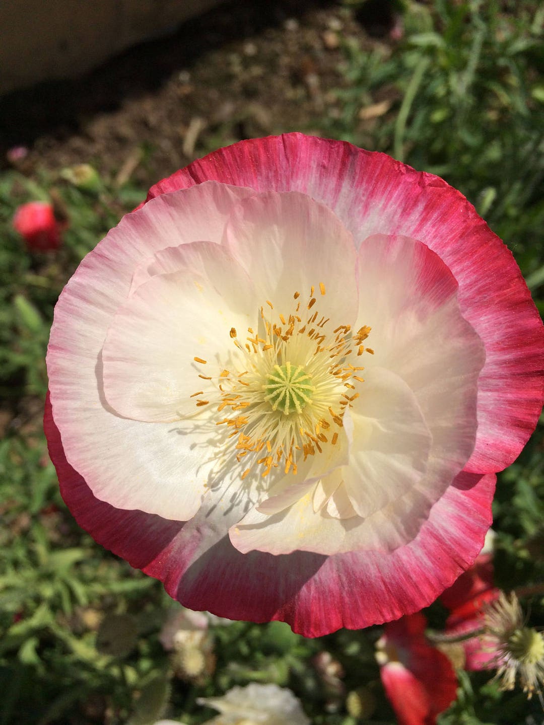 1000 PINK & WHITE POPPY Papaver Somniferum Flower Seeds flat Shipping ...