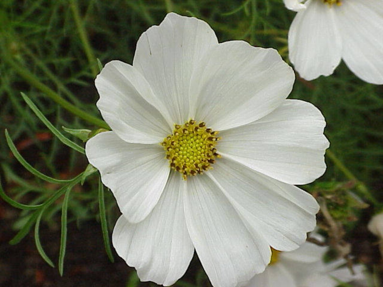 350 PURITY WHITE COSMOS Cosmos Bipinnatus Flower Seeds - Etsy