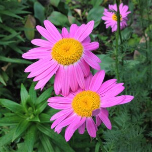 100 Rose PINK ROBINSONS DAISY Painted Chrysanthemum Coccineum Pyrethrum ...