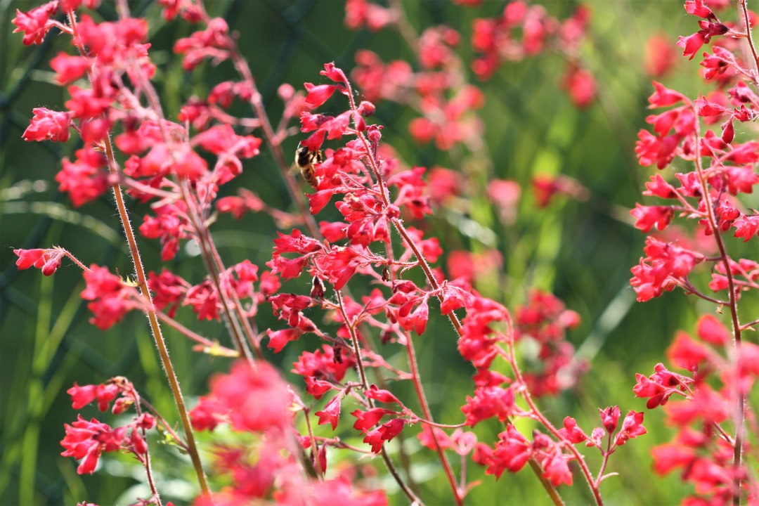 100 Red HEUCHERA SPLENDENS Coral Bells Heuchera Sanguinea Sanguineum ...