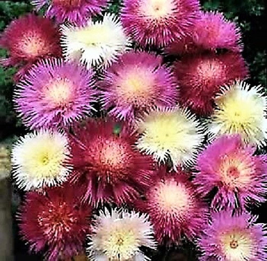 500 MIXED SWEET SULTAN Imperialis Mix Amberboa Moschata Centaurea ...