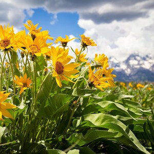 50 ARROWLEAF BALSAMROOT Oregon Sunflower Balsamorhiza Sagittata Native ...