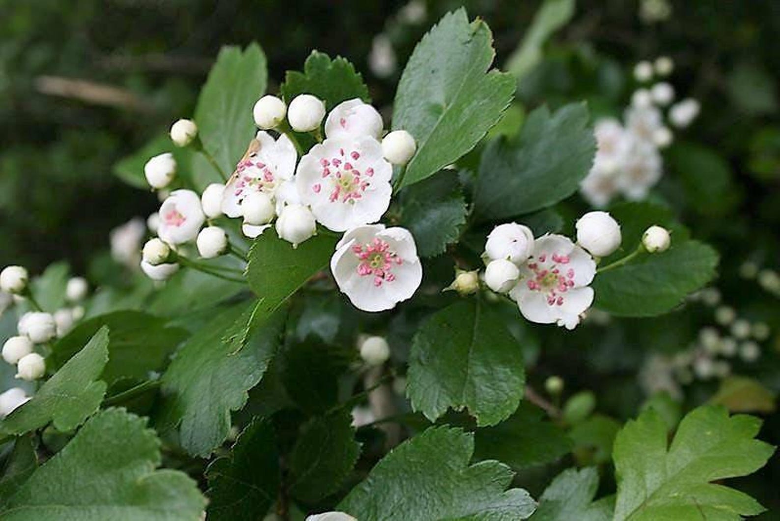 20 ENGLISH HAWTHORN TREE Edible Fruit Flower Mayflower Crataegus ...