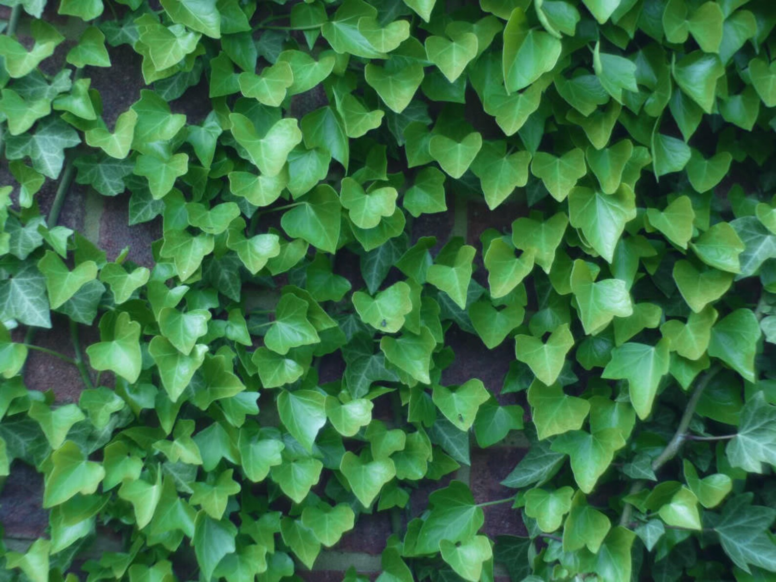 10 BOSTON IVY Bostonian Ivy / Wall Ivy Parthenocissus - Etsy