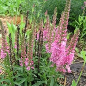 50 Mixed Colors VERONICA SIGHTSEEING MIXTURE (spike Speedwell) Veronica ...