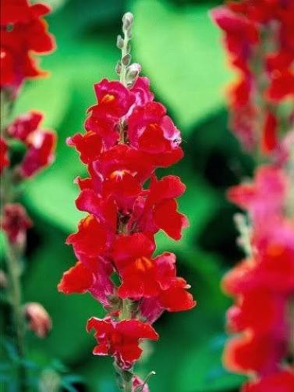 250 RUBY RED SNAPDRAGON Antirrhinum Majus Flower Seeds Flat | Etsy