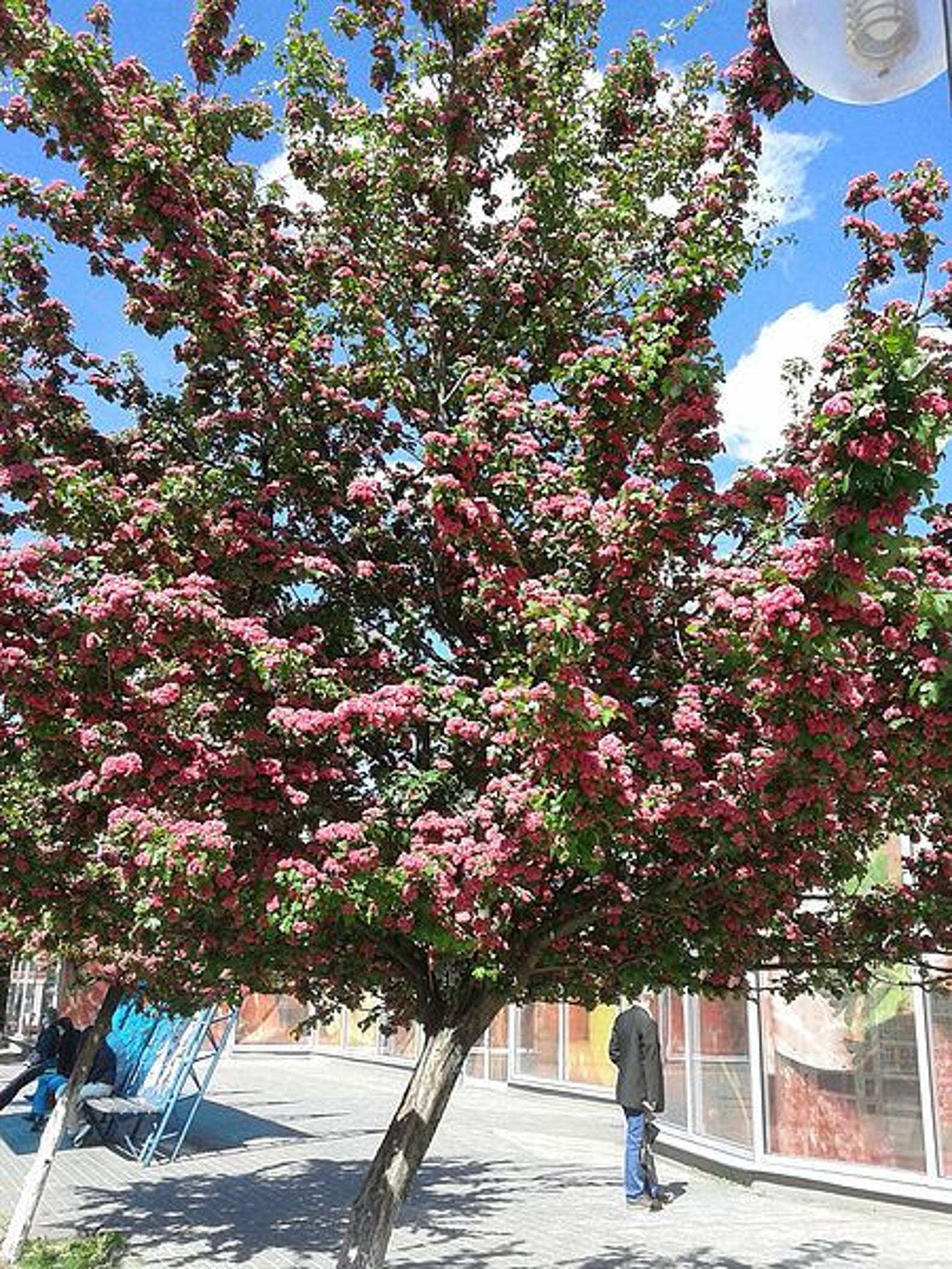 20 ENGLISH HAWTHORN TREE Edible Fruit Flower Mayflower | Etsy