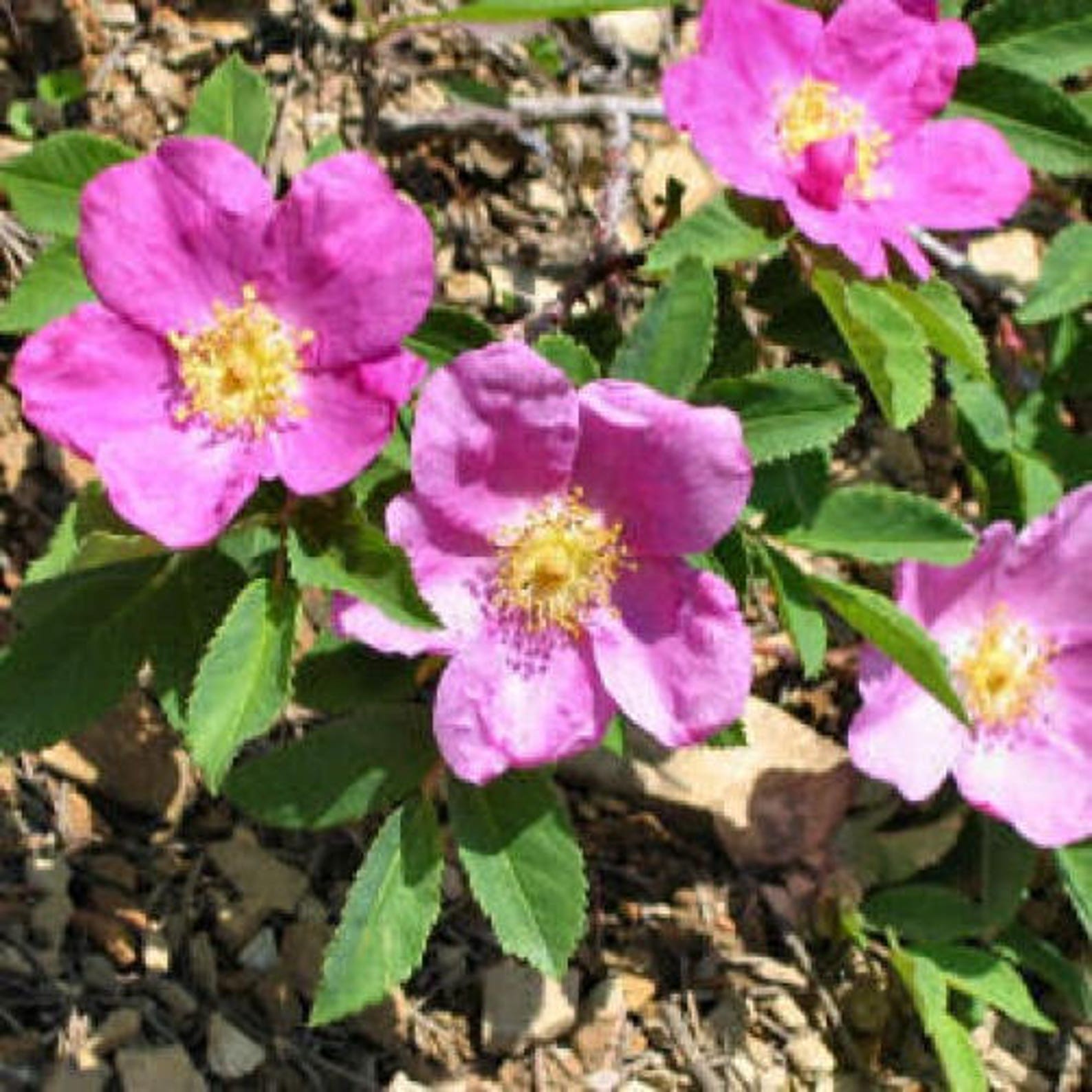 15 PRAIRIE ROSE Bright Pink Arkansas Rosa Arkansana Flower - Etsy