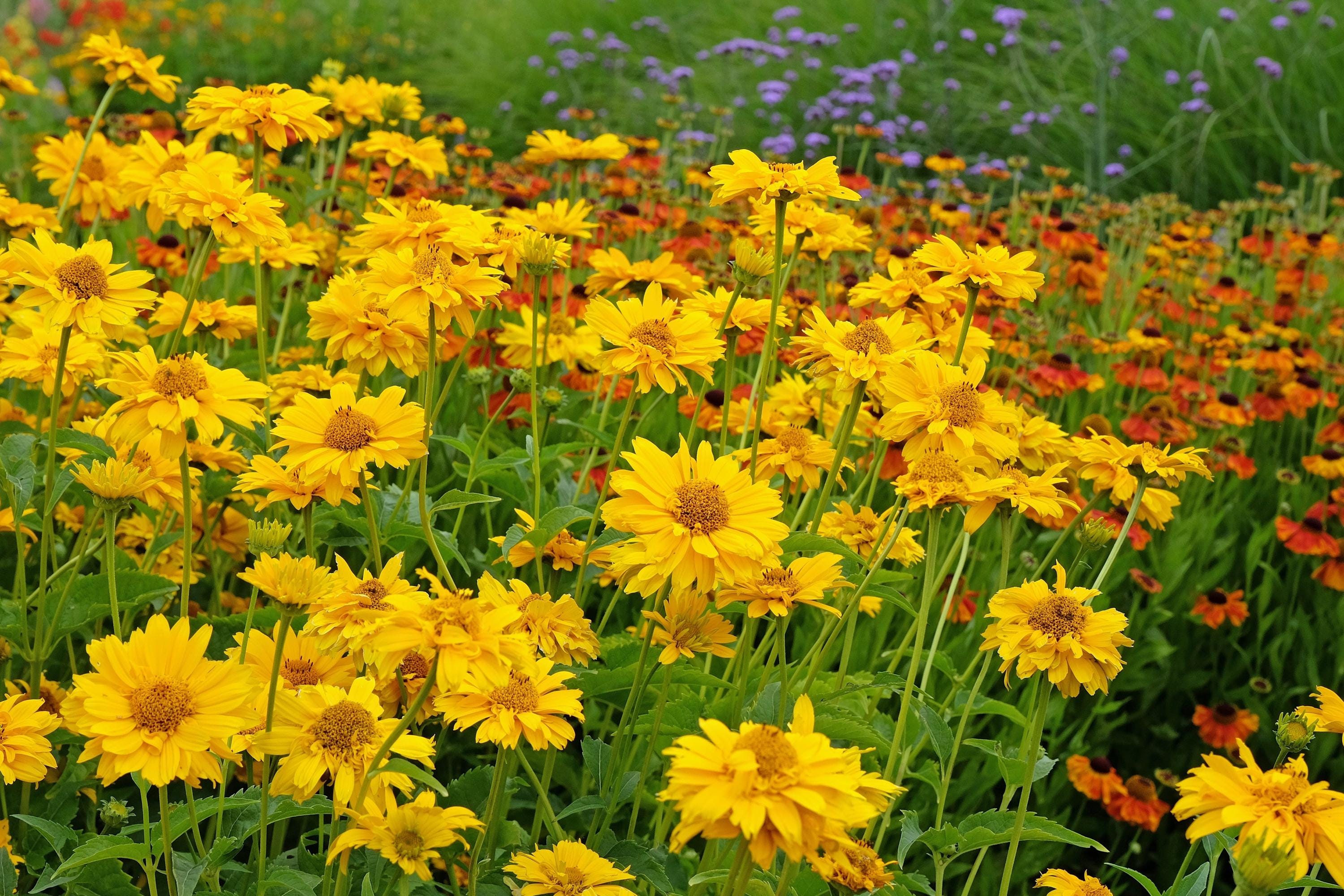 50 SUMMER SUN SUNDROPS Yellow Heliopsis Scabra False Sunflower Flower ...
