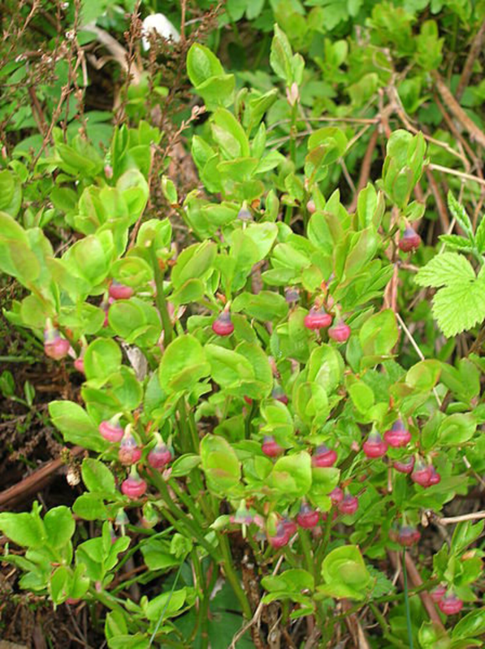 20 Common BILBERRY Fruit Shrub European Blueberry Vaccinium - Etsy