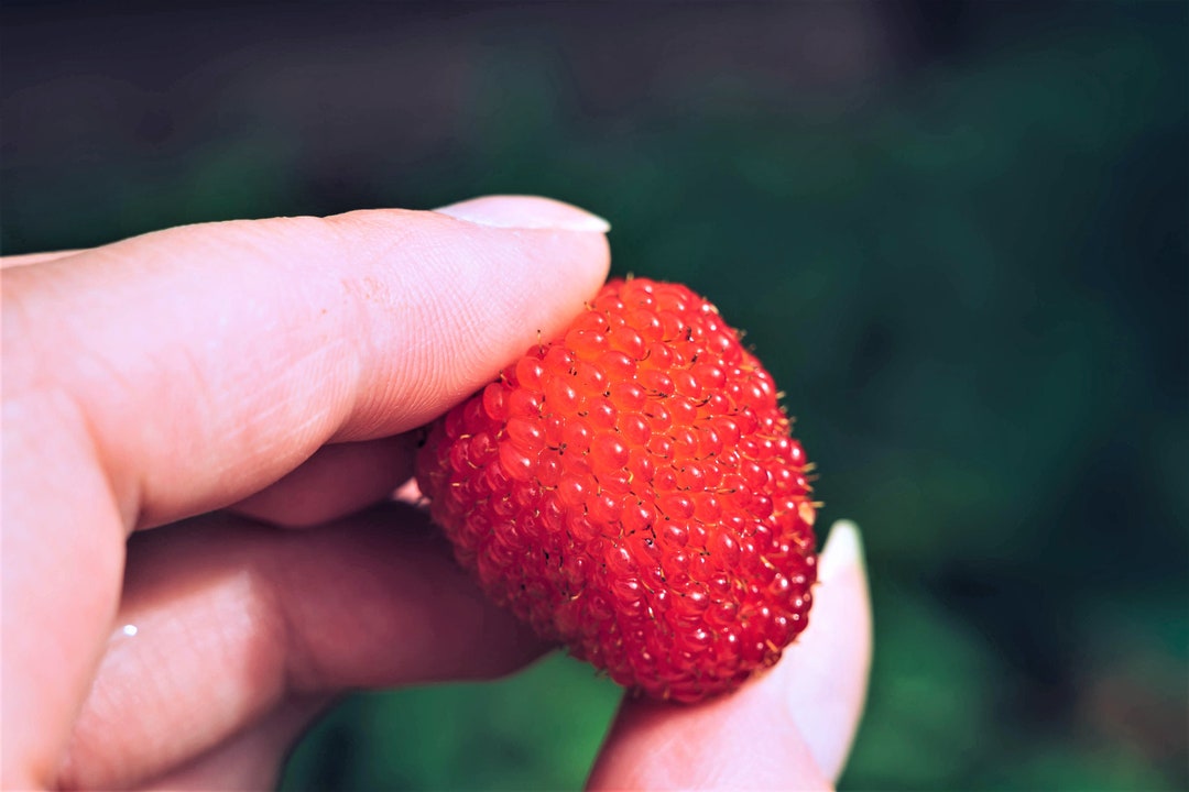 20 AUSTRALIAN RASPBERRY Aka Queensland & Atherton Raspberry Rubus ...