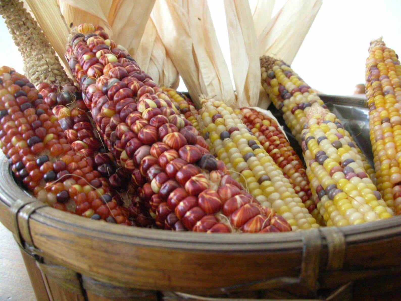 100 Ornamental INDIAN CORN WAMPUM Mixed Colors Zea Mays Vegetable Seeds ...