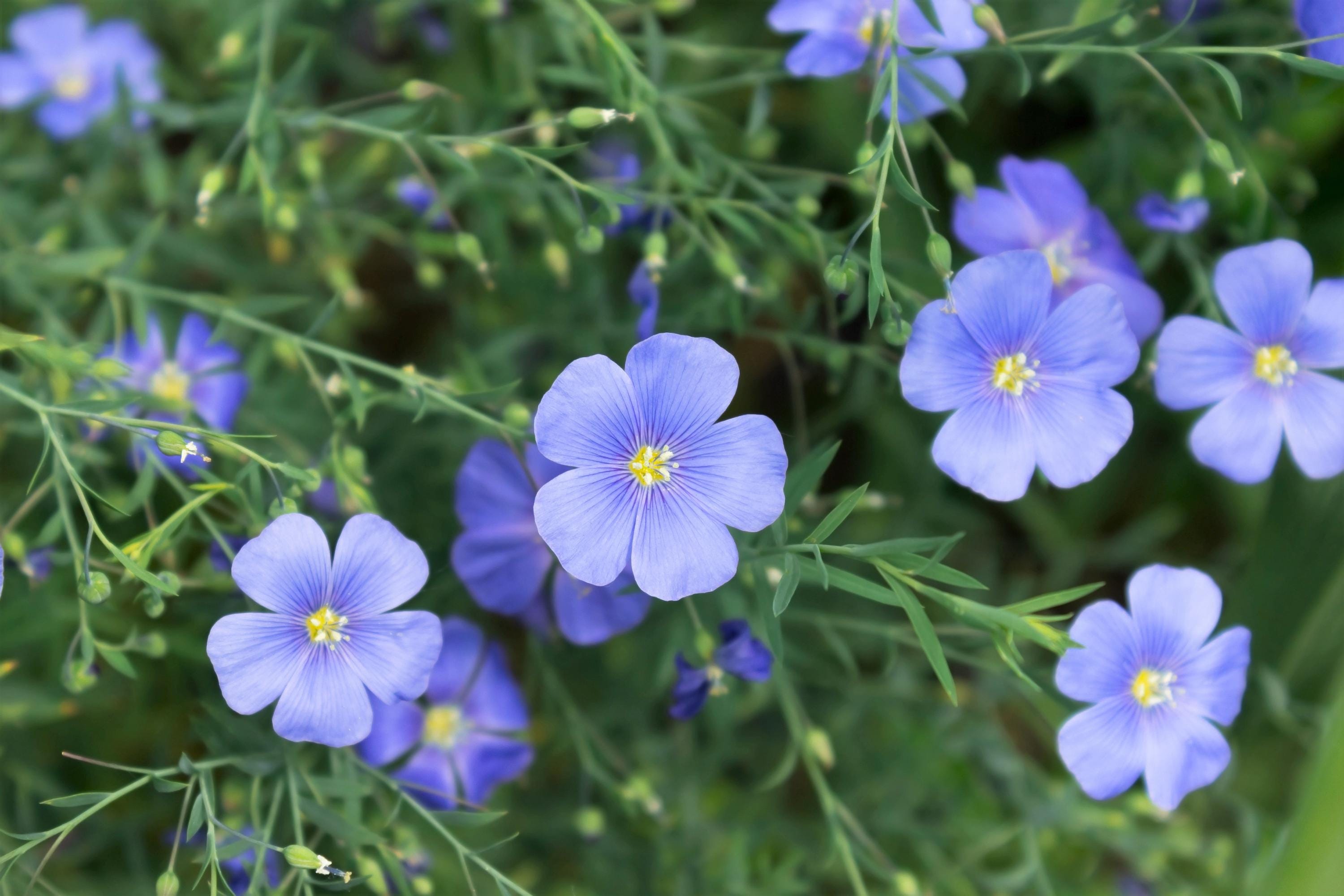 100 BLUE FLAX (prairie Flax / Lewis Blue Flax) Linum Perenne Lewisii ...