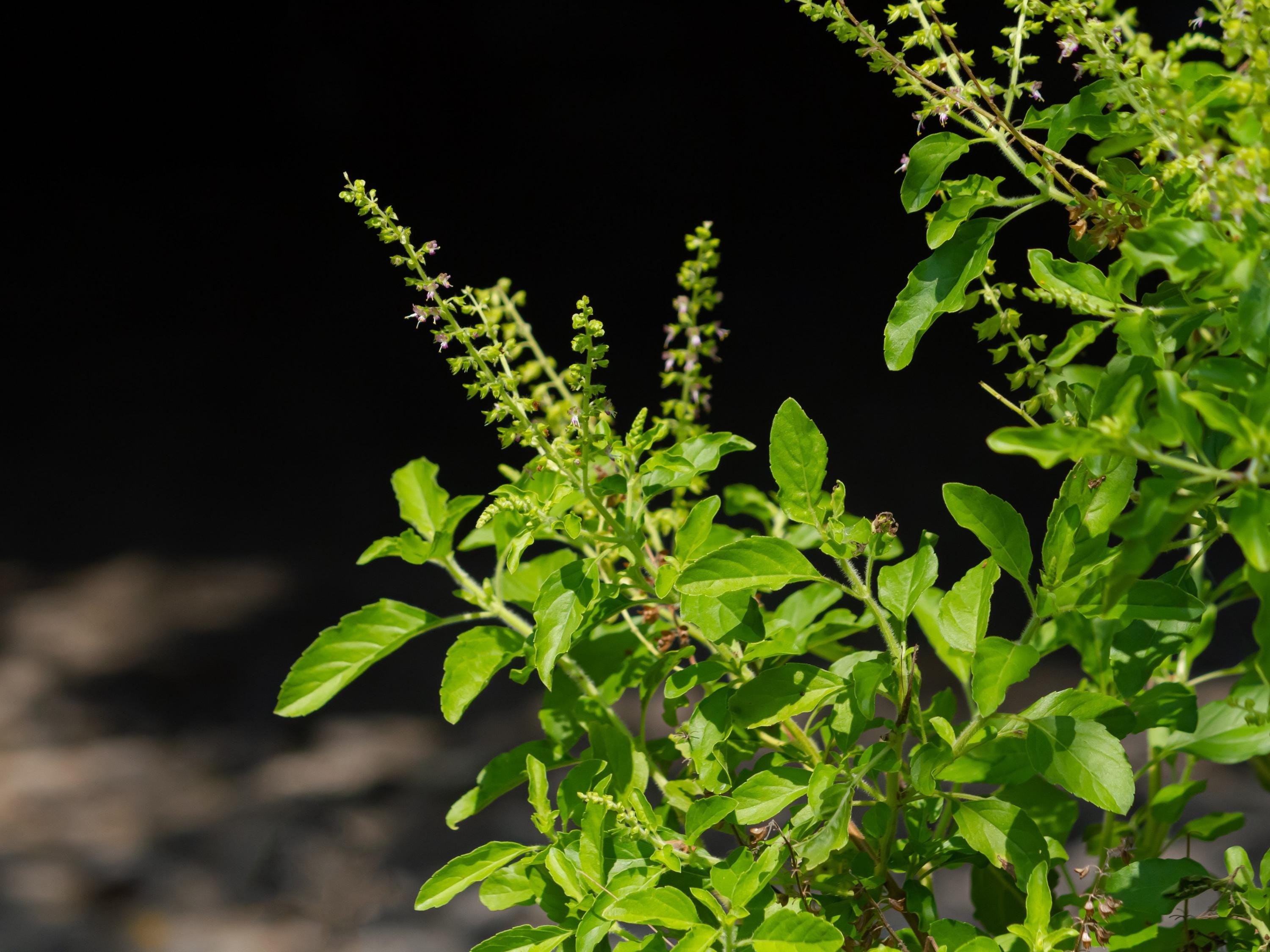 250 Green Tulsi HOLY BASIL Ocimum Sanctum Tenuiflorum Herb Flower Seeds ...