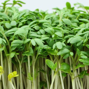 1000 Fine Curled PEPPERGRASS / PEPPERCRESS / WATERCRESS Lepidium ...
