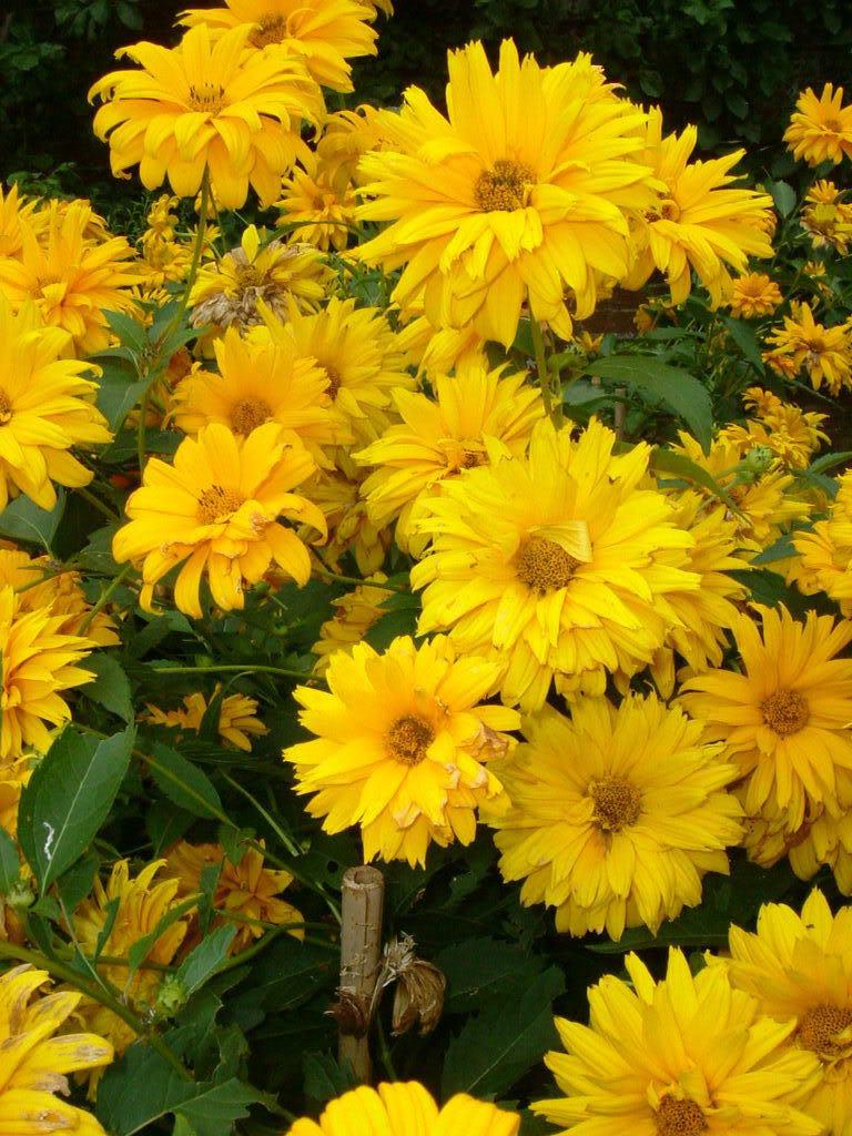 50 SUMMER SUN SUNDROPS Yellow Heliopsis Scabra False Sunflower Flower ...