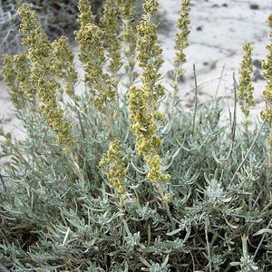 100 SILVER SAGEBRUSH Artemisia Cana Dwarf Sagebrush / Silver Wormwood ...