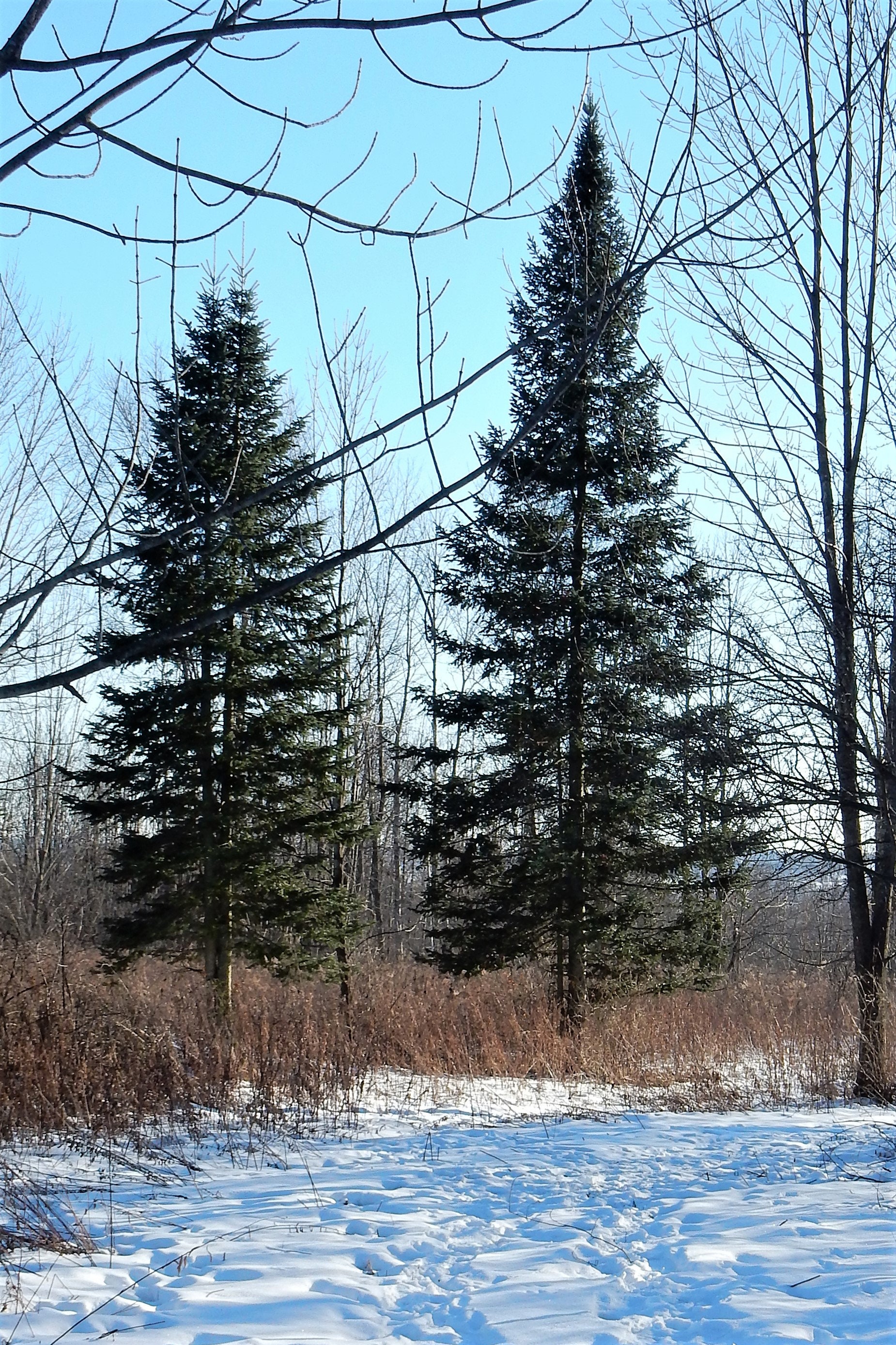 30 BALSAM FIR Tree Abies Balsamea Christmas Tree Silver Pine Canadian ...