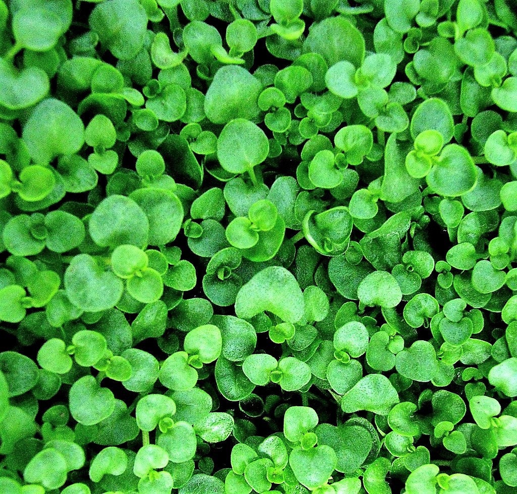 20 CORSICAN MINT Mentha Requienii Herb Fragrant Ground Cover - Etsy