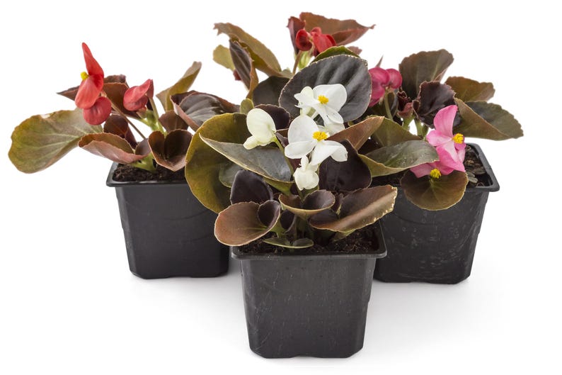 25 WAX MIXED BEGONIA Semperflorens Fibrous Mixed Colors Red Pink White ...