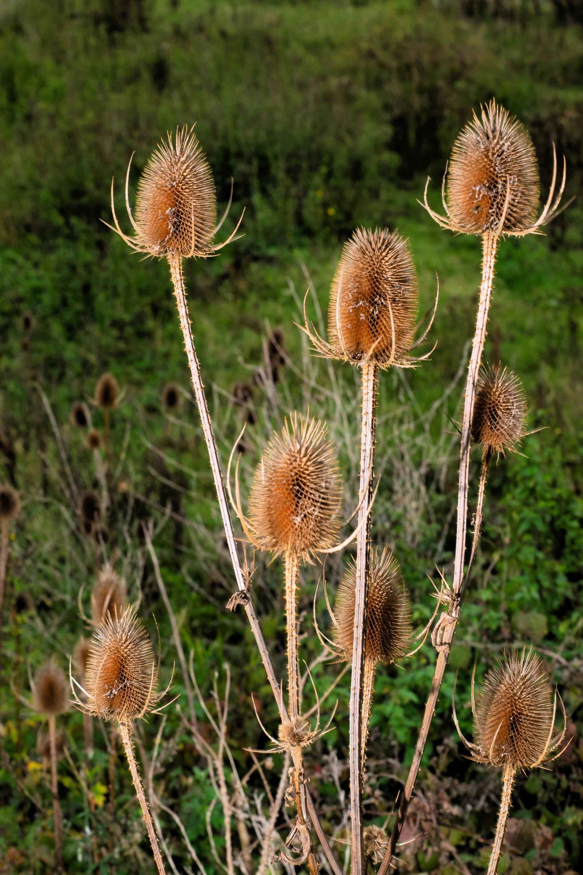 75 FULLERS TEASEL Indian Teasel Dipsacus Sativus White Flower Herb ...