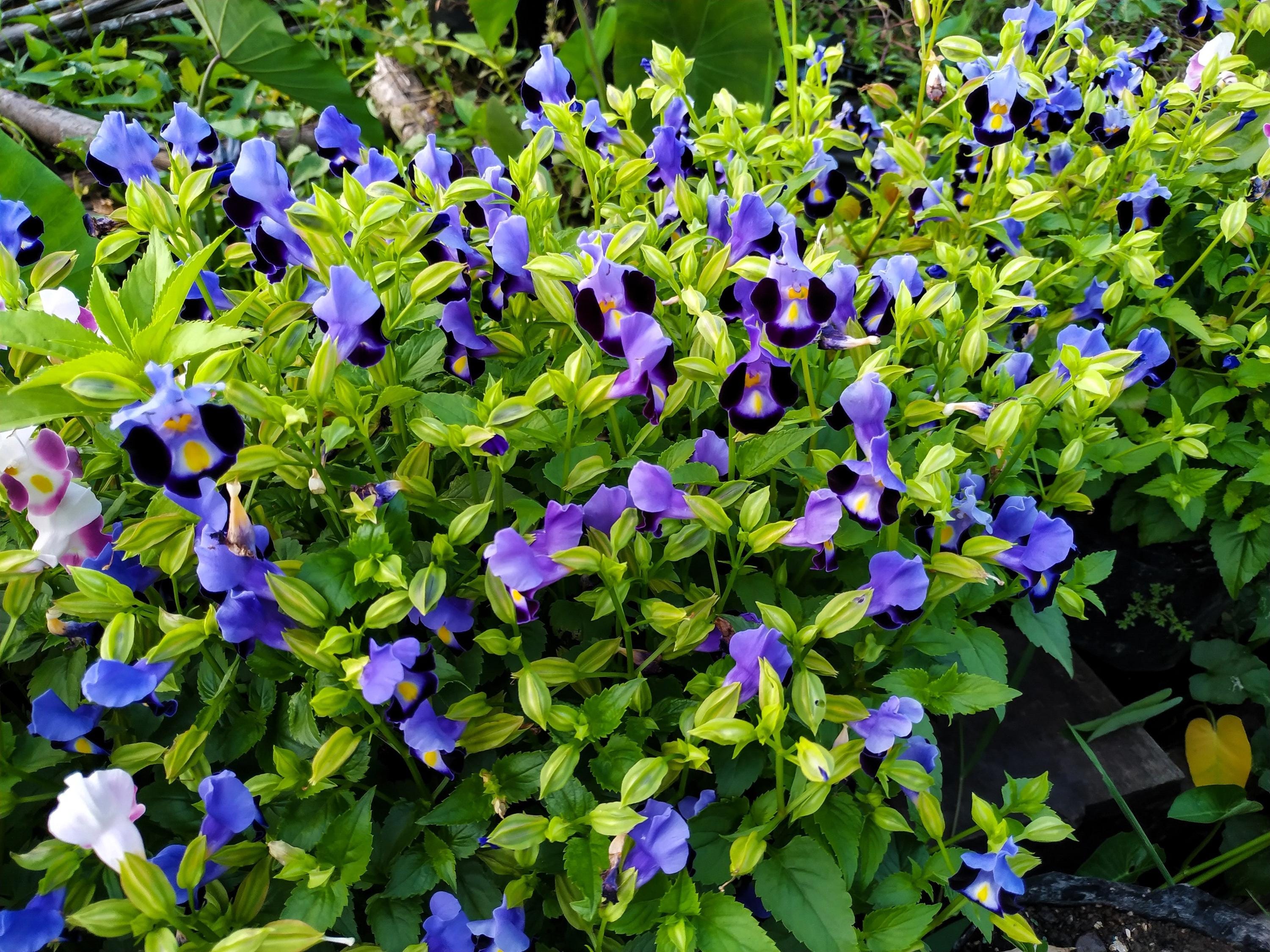 10 KAUAI MIX TORENIA Fournieri Sun or Shade Wishbone Flower Seeds ...
