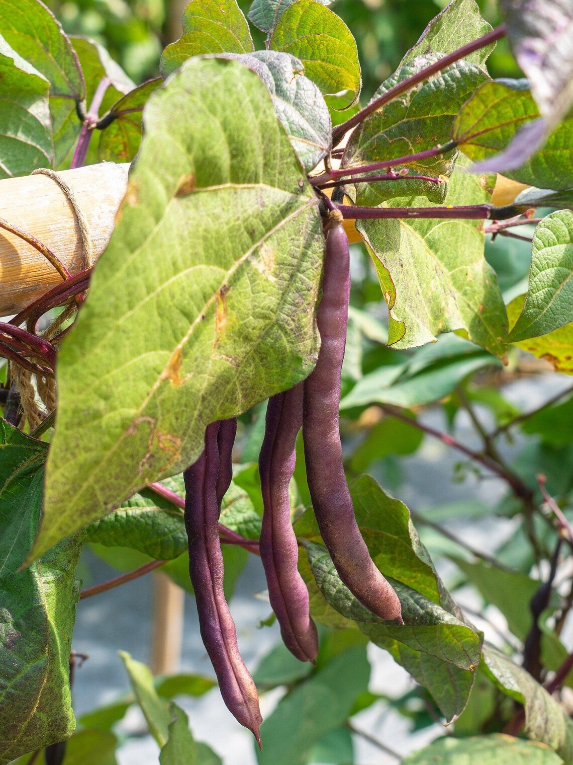 100 RED RIPPER COWPEA Cow Pea Southern Pea Vigna Unguiculata Legume ...
