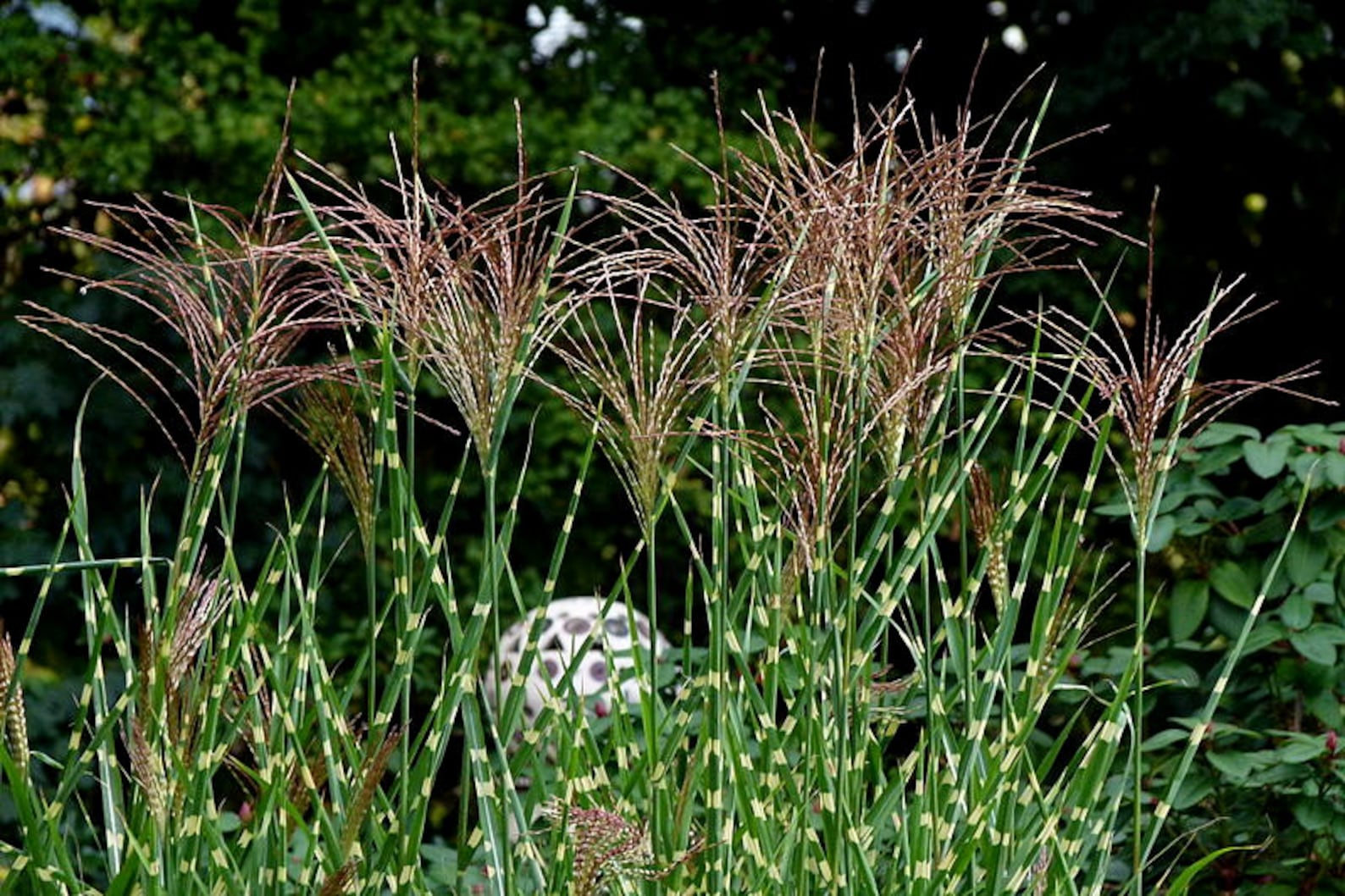 10 Zebra Grass Variegated Maiden Grass Miscanthus Sinensis Etsy