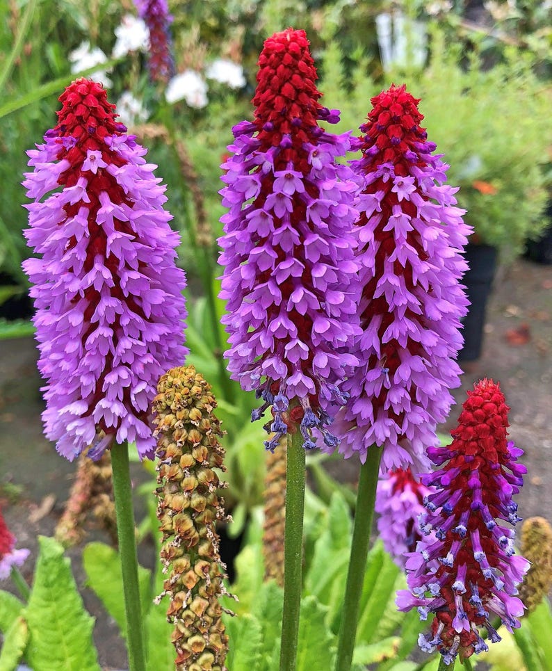 20 ORCHID PRIMROSE Primula Vialii Red Hot Poker Red Pink Purple Shade ...