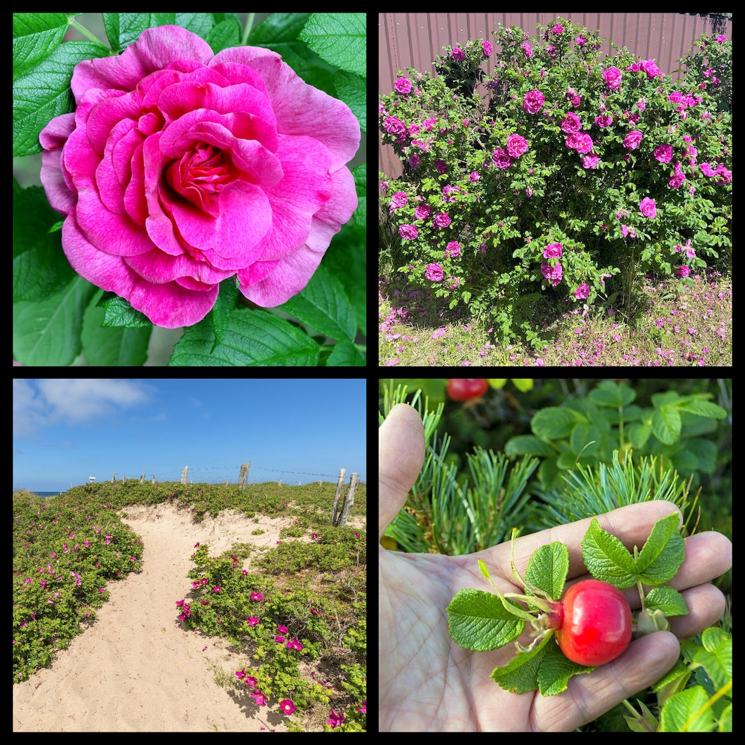 50 Pink BEACH ROSE Aka Seaside or Sand Rose, Beach Tomato Rosa Rugosa ...