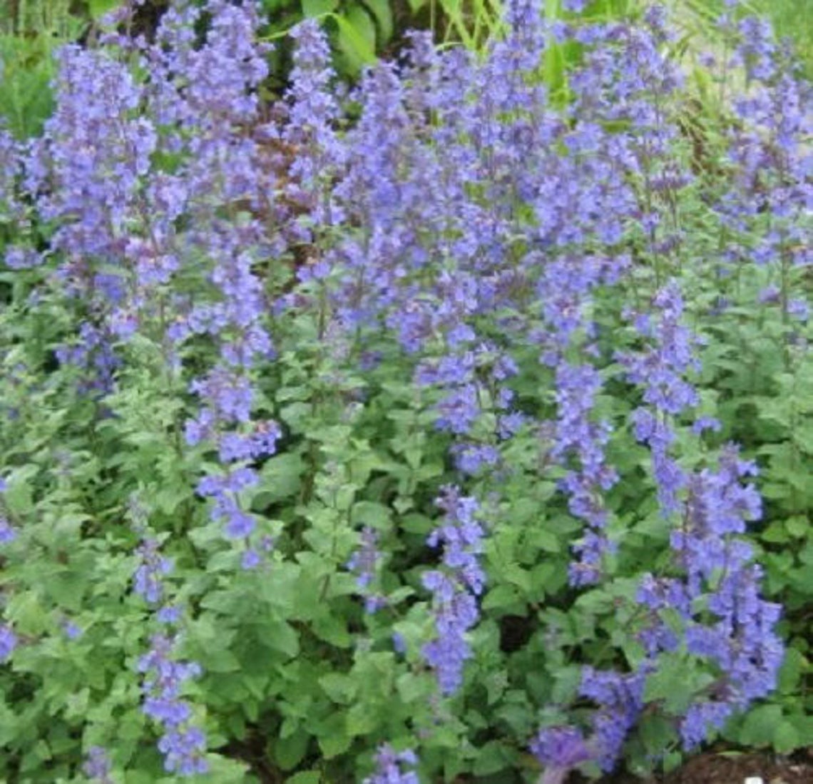 50 Blue CATMINT Nepeta Mussinii HERB Flower Seeds - Etsy