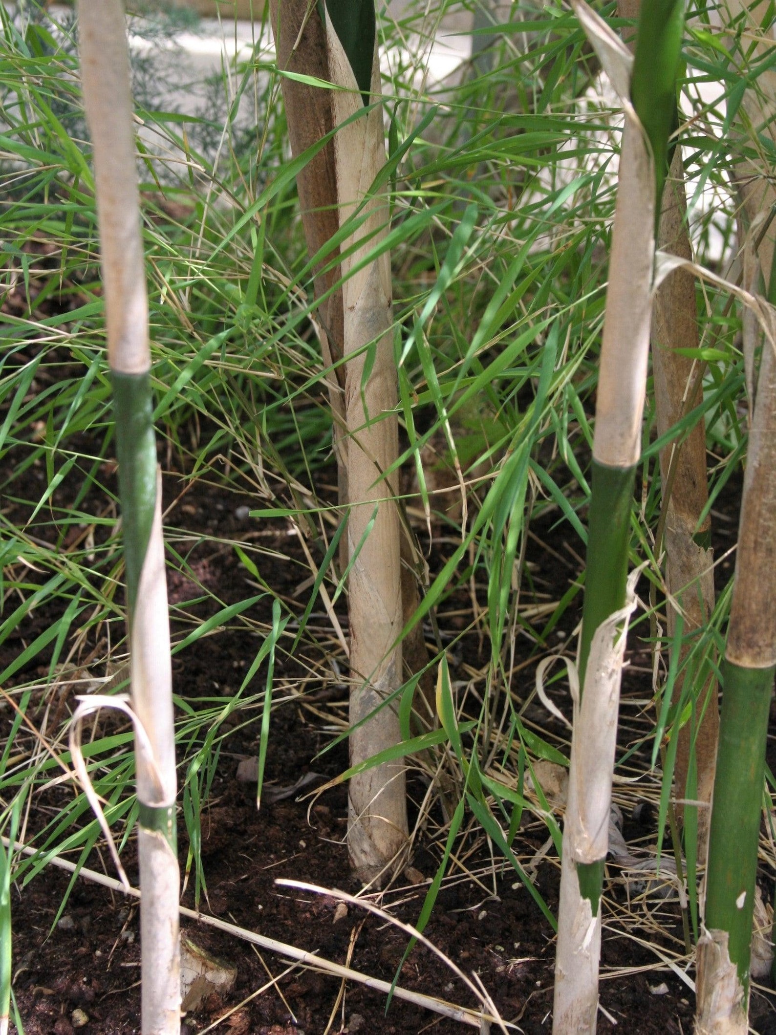 10 MEXICAN WEEPING BAMBOO Otatea Acuminata Rare Seeds - Etsy