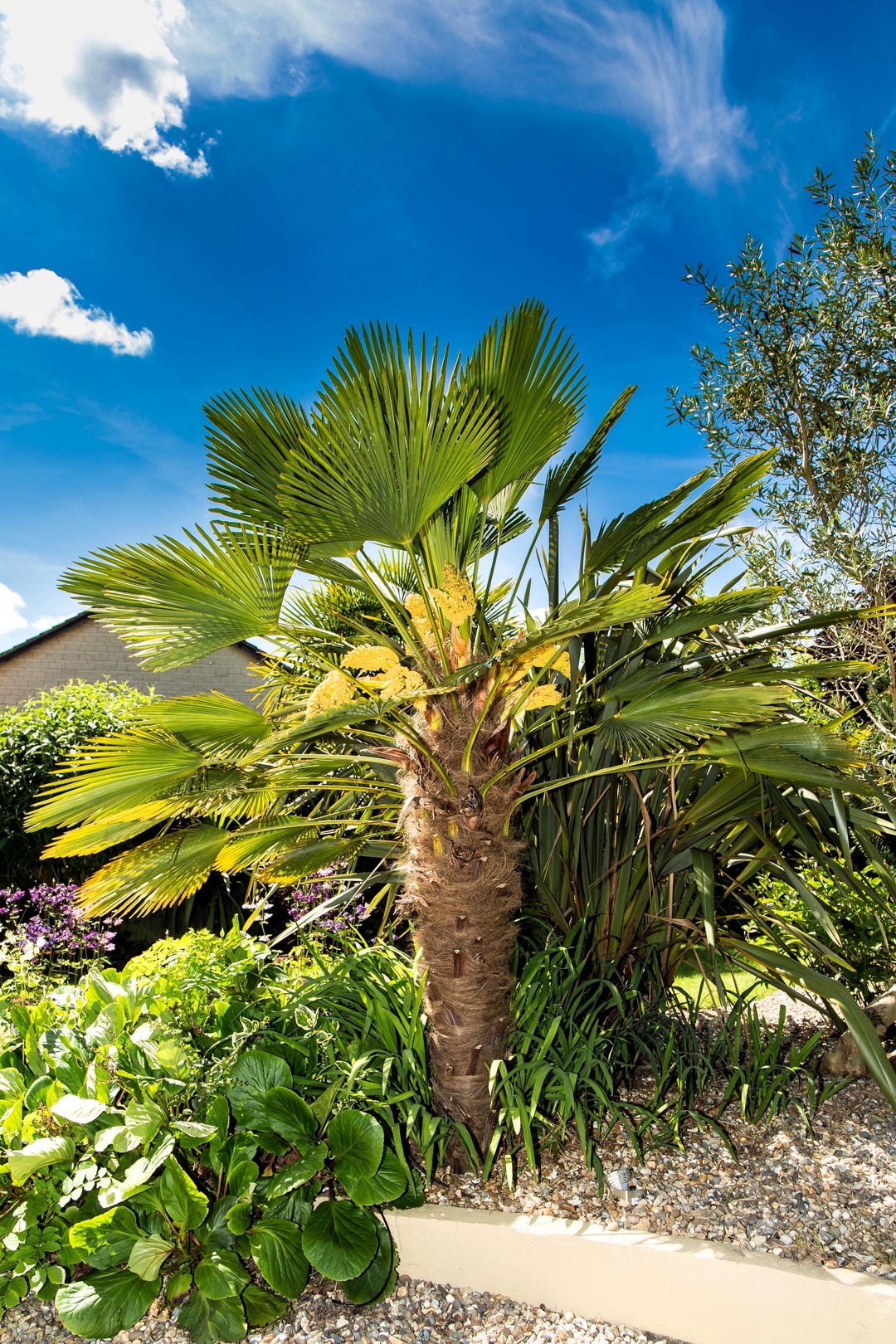 10 WAGNER WINDMILL PALM Dwarf Chusa Trachycarpus Fortunei Wagnerianus ...