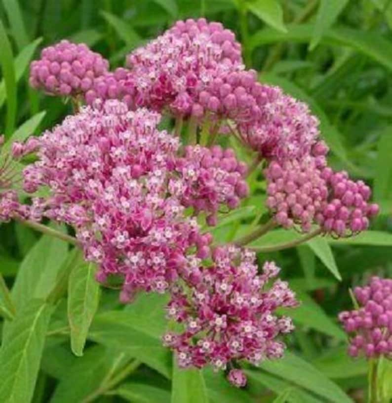 75 RED SWAMP MILKWEED Asclepias Incarnata Flower Seeds | Etsy