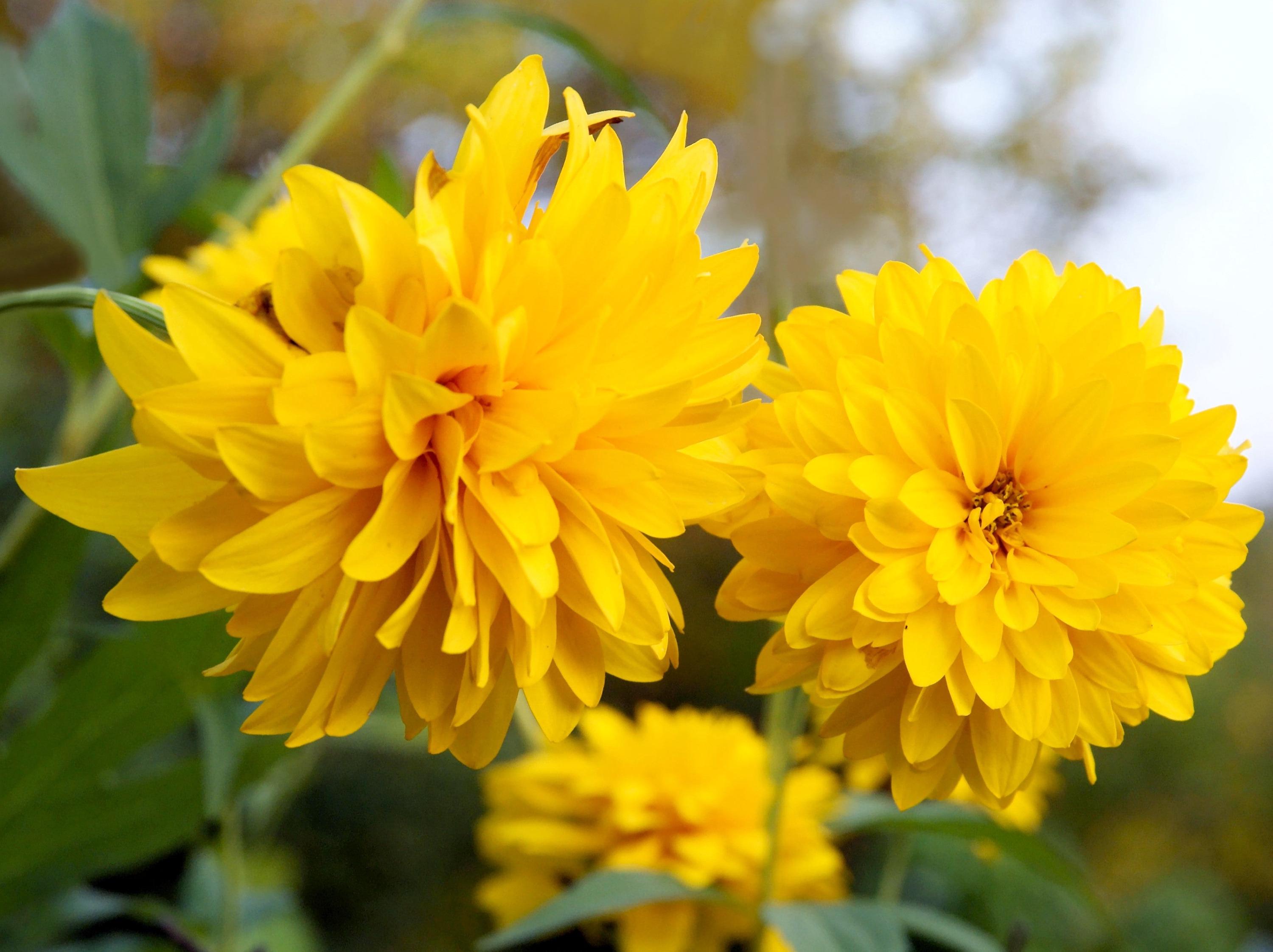 50 SUMMER SUN SUNDROPS Yellow Heliopsis Scabra False Sunflower Flower ...