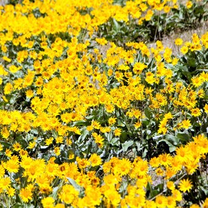 50 ARROWLEAF BALSAMROOT Oregon Sunflower Balsamorhiza Sagittata Native ...