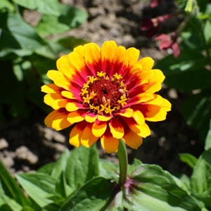 50 CAROUSEL MIX ZINNIA Elegans Carrousel Whirligig Mixed Colors Bicolor ...