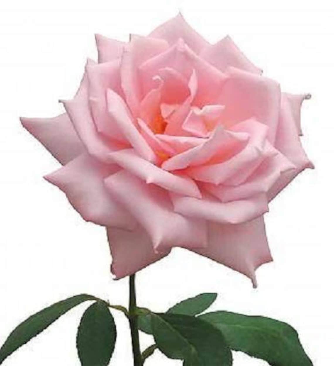 5 PINK ROSE Rosa Bush Shrub Perennial Flower Seeds flat - Etsy