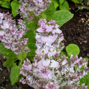 50 WHITE Swan CLARY SAGE Salvia Viridis Horminum Herb Flower Seeds - Etsy