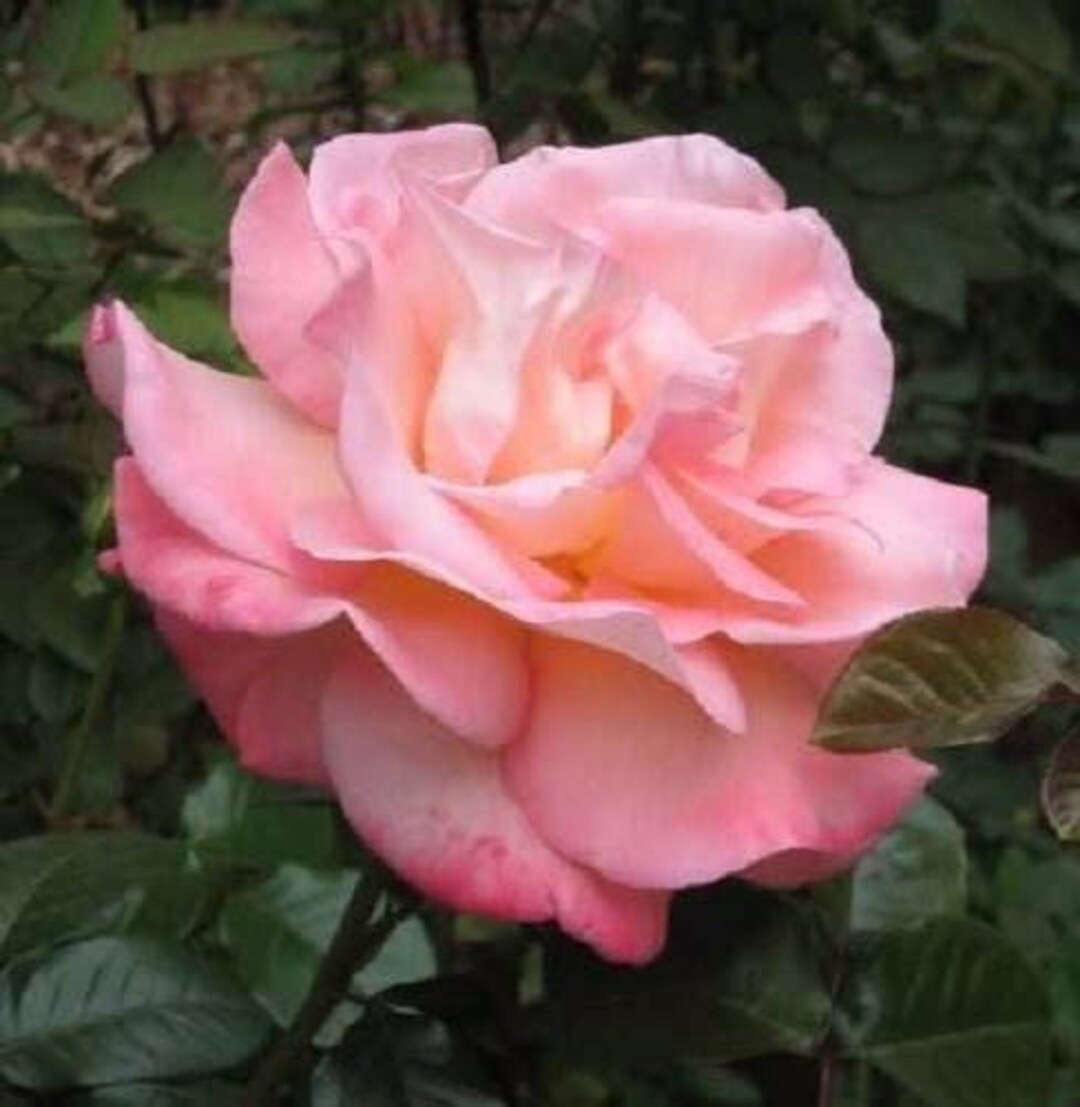 5 PINK ROSE Rosa Bush Shrub Perennial Flower Seeds - Etsy
