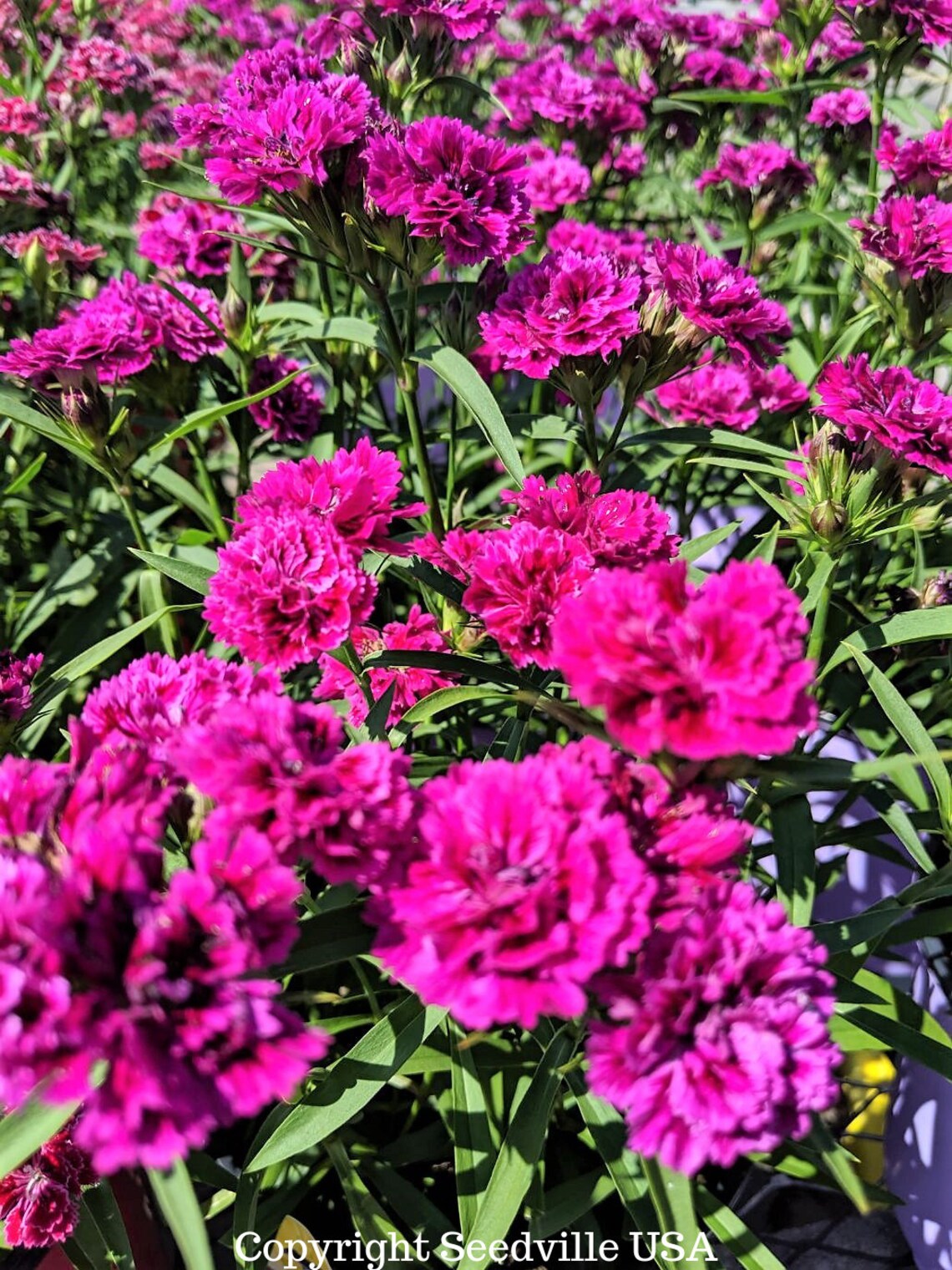 50 MAGENTA CARNATION Dianthus Caryophyllus Chabaud Flower - Etsy
