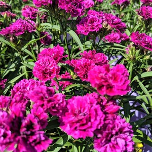 50 MAGENTA CARNATION Dianthus Caryophyllus Chabaud Flower Seeds comb S ...