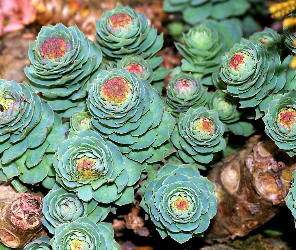 25 ROSEROOT STONECROP Golden Rose Root Sedum Rhodiola Rosea Yellow ...