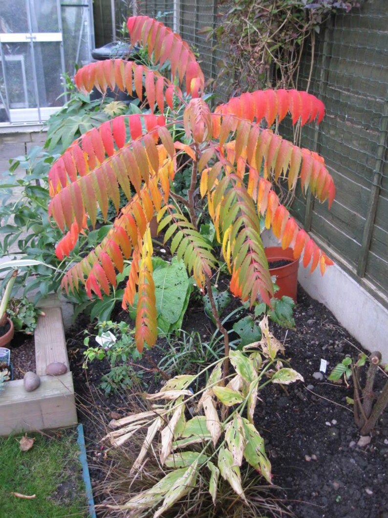 30 FLAMELEAF SUMAC TREE Shining Dwarf Winged Rhus Schmaltzia Copallina ...