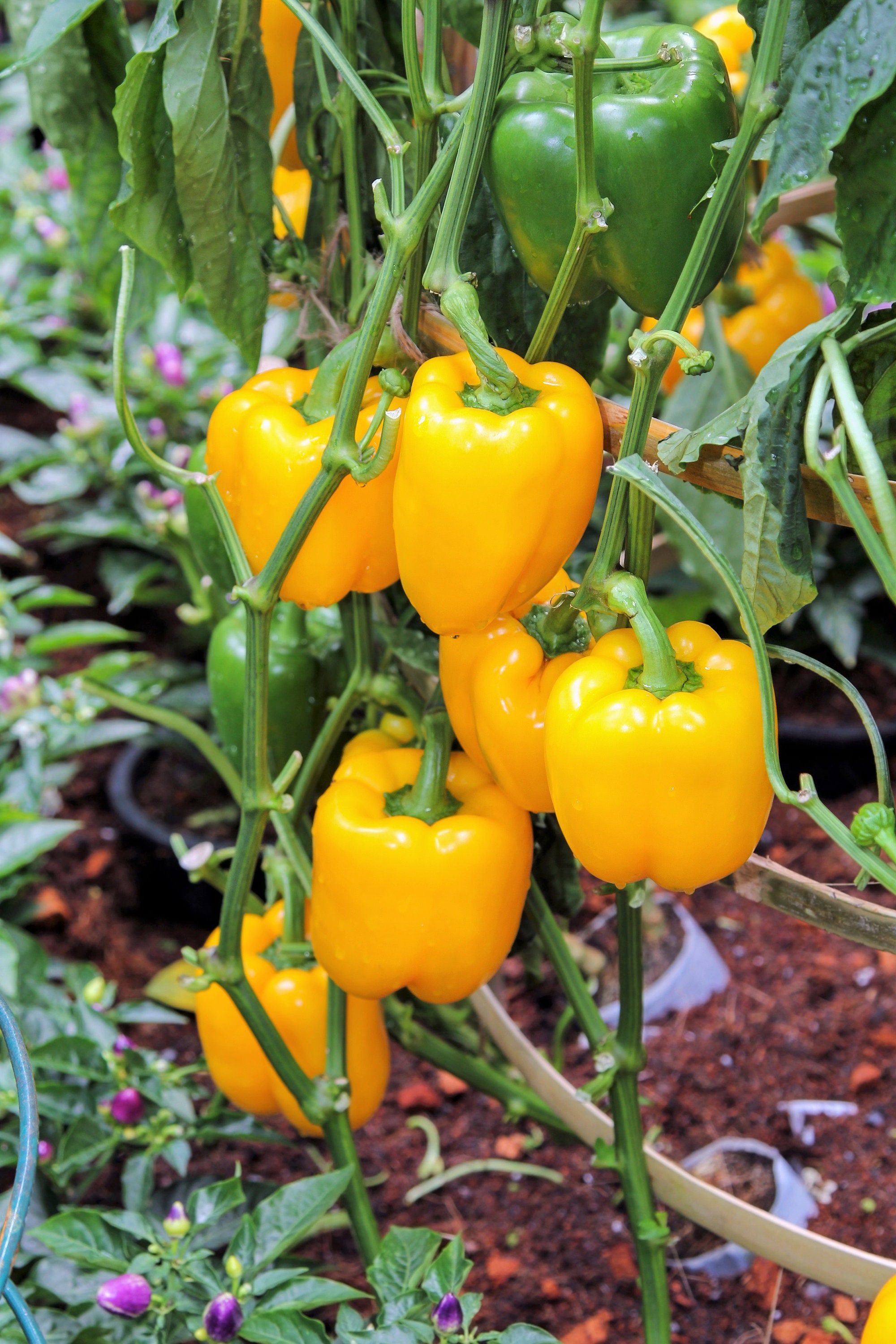 Yellow Bell Pepper Plant