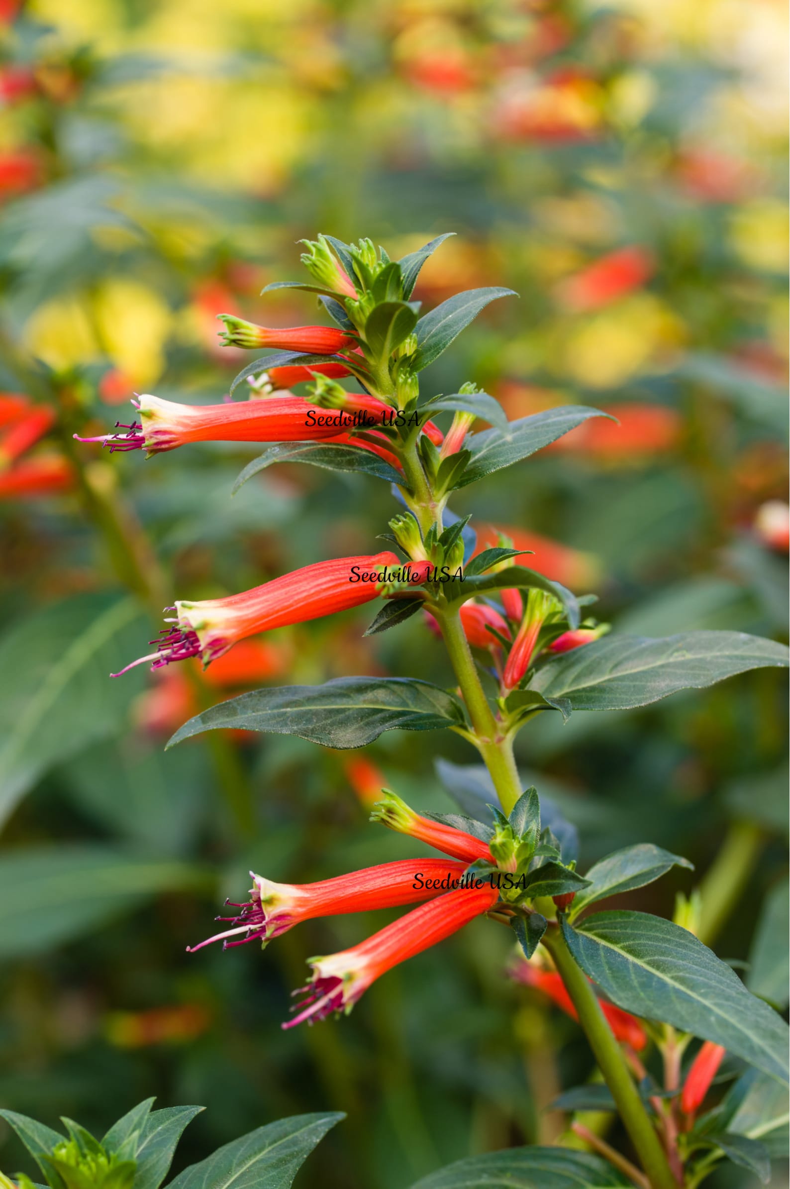10 Red CIGAR PLANT Mexican Firecracker Cuphea Ignea - Etsy
